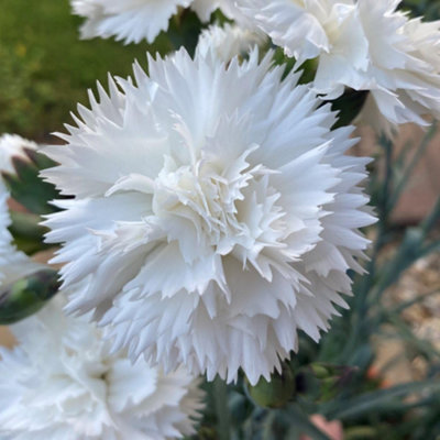 Dianthus caryophyllus White 1 PostiPlug Plant