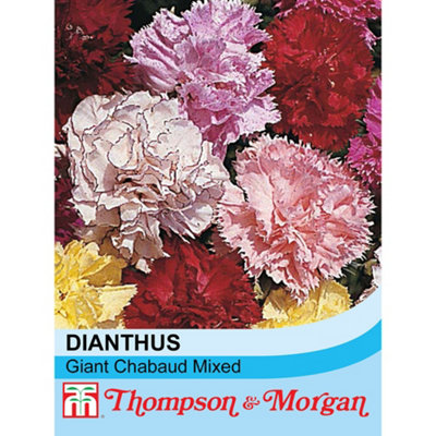 Dianthus Giant Chabaud Mixed 1 Packet (150 Seeds)