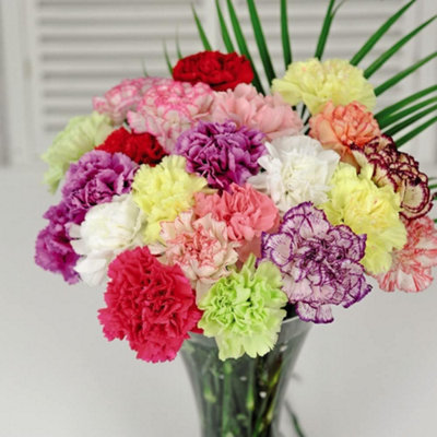 Dianthus Giant Chabaud Mixed 1 Packet (150 Seeds)