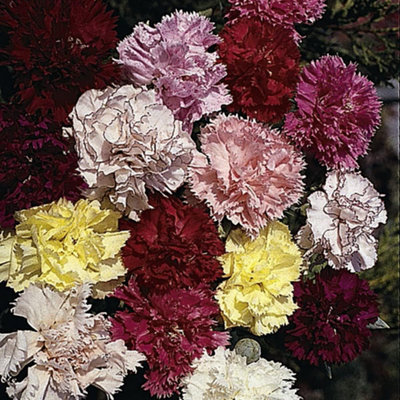 Dianthus Giant Chabaud Mixed 1 Packet (150 Seeds)