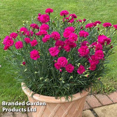 Dianthus Neon Pink (Garden Pleasures) 3 Litre Potted Plant x 1 | DIY at B&Q