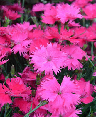 Dianthus Pinky Mcpink Face - Set Of 3 Young Plants