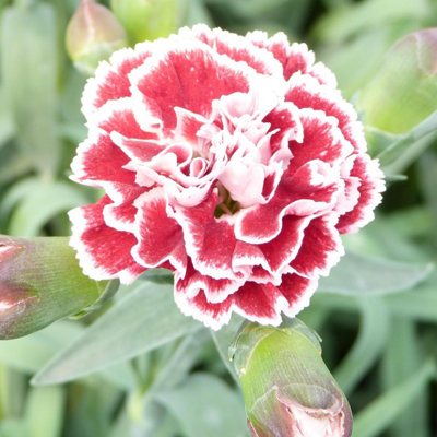 Dianthus Scent First Sugar Plum 1 Litre Potted Plant x 1
