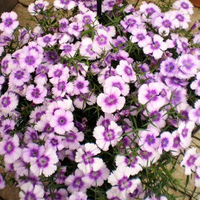 Dianthus Sweet William Blueberry Magic Bedding Plants 2 x 6 Pack ...