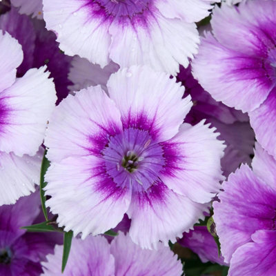 Dianthus Sweet William Blueberry Magic Bedding Plants 2 x 6 Pack ...