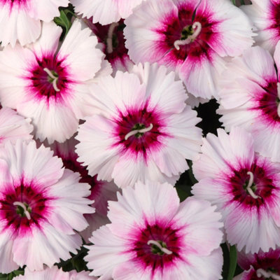 Dianthus Sweet William Iceberry Magic Bedding Plants 1 x 6 Pack ...