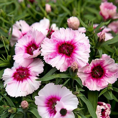 Dianthus Sweet William Iceberry Magic Bedding Plants 2 x 6 Pack ...
