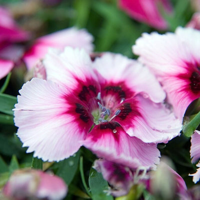 Dianthus Sweet William Iceberry Magic Bedding Plants 2 x 6 Pack ...