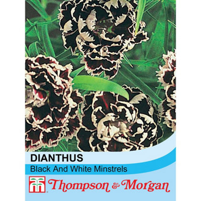Dianthus Zebra Crossing 1 Seed Packet (30 Seeds) | DIY at B&Q