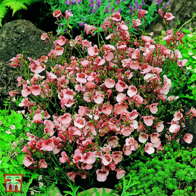 Diascia Apricot Queen 1 Seed Packet (80 Seeds)