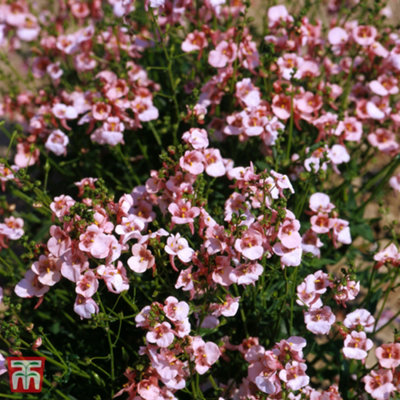 Diascia Apricot Queen 1 Seed Packet (80 Seeds)