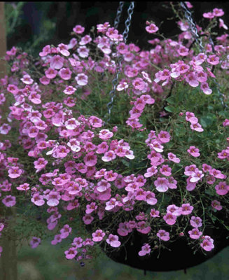 Diascia Collection - 9 Young Plants 3 Of Each