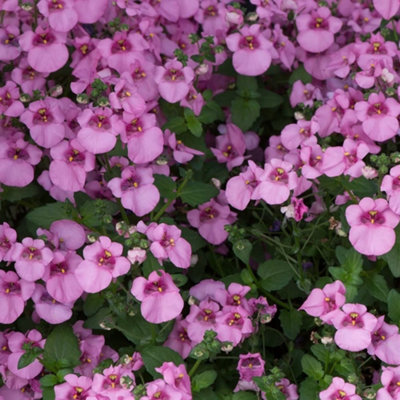 Diascia Diamond Pink Diascia 9cm Pot Bedding Plants