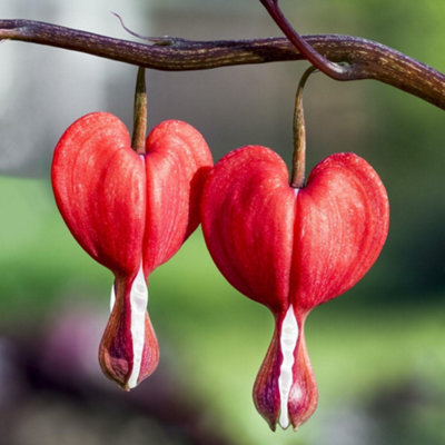 Dicentra spectabilis Valentine 3 Litre Potted Plant x 1