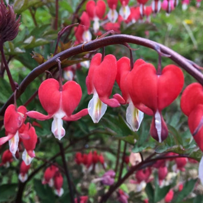 Real Bleeding Heart Images