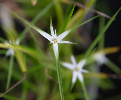 Dichromena colorata - 7cm Plug - Marginal Aquatic Pond Plant