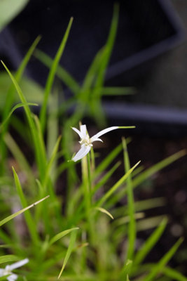 Dichromena colorata - 7cm Plug - Marginal Aquatic Pond Plant