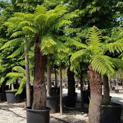 Dicksonia Antartica Tree Fern Large Soft Outdoor Garden Tree Rare Large ...