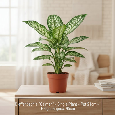 Dieff Caiman Pot size 21 Cm Height 95 Dumb cane Indoor Houseplant