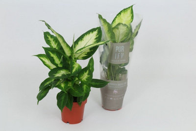 DIEFF CAMILLA, 12CM POT SIZE, 40CM TALL, CAMILLA DIEFF, INDOOR HOUSEPLANT