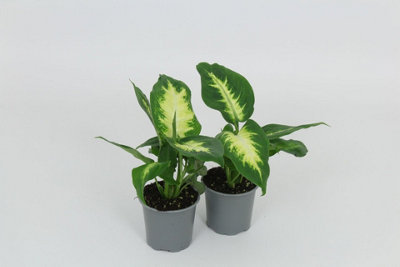 Dieff Camilla, 508cm Pot Size, 28cm Tall, Camilla Dieffenbachia,Indoor ...
