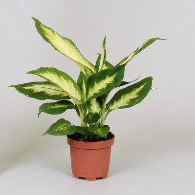 Dieff Camilla, 9cm Pot Size, 25cm Tall, Camellia, Indoor Houseplant