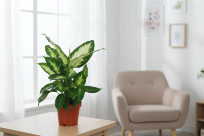 Dieff Camilla Pot size 12 Cm Height 40 Dumb cane Indoor Houseplant