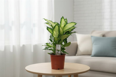 Dieff Camilla Pot size 17 Cm Height 50 Dumb cane Indoor Houseplant