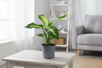 Dieff Camilla Pot size 8.5 Cm Height 28 Dumb cane Indoor Houseplant