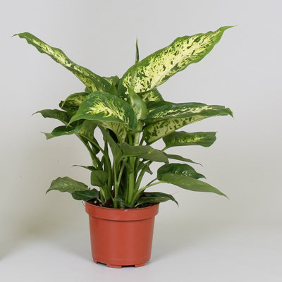 Dieff Compacta, 12cm Pot Size, 30cm Tall, Dieffenbachia, Indoor Houseplant