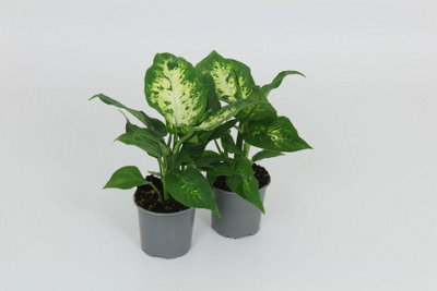 Dieff Compacta, 508cm Pot Size, 28cm Tall, Compact Dieffenbachia,Indoor ...