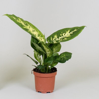 Dieff Compacta, 9cm Pot Size, 25cm Tall, Dracaena, Indoor Houseplant
