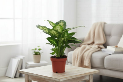 Dieff Compacta Pot size 12 Cm Height 40 Dumb cane Indoor Houseplant