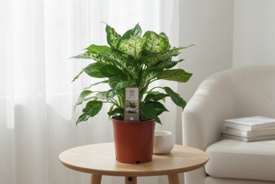 Dieff Compacta Pot size 17 Cm Height 50 Dumb cane Indoor Houseplant