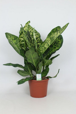 Dieff Crown, 35cm Pot Size, 110cm Tall, Crown Dieff, Indoor Houseplant