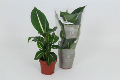 Dieff Green Magic, 12cm Pot Size, 40cm Tall, Green Magic Dieff, Indoor ...
