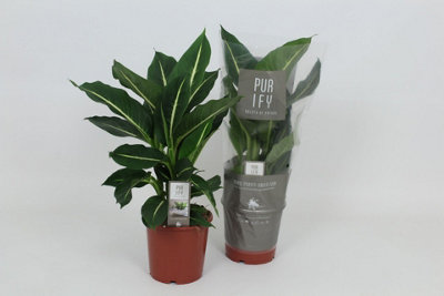 Dieff Green Magic, 17cm Pot Size, 55cm Tall, Green Magic Dieff, Indoor ...