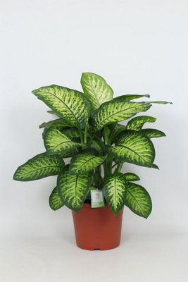 Dieff Lemon Tropic, 35cm Pot Size, 100cm Tall, Lemon Tropic ...