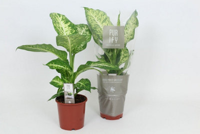Dieff Mars, 17cm Pot Size, 65cm Tall, Mars Dieff, Indoor Houseplant