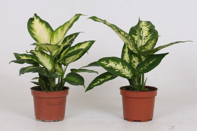 Dieff Mixed, 12cm Pot Size, 30cm Tall, Dieffenbachia, Indoor Houseplant