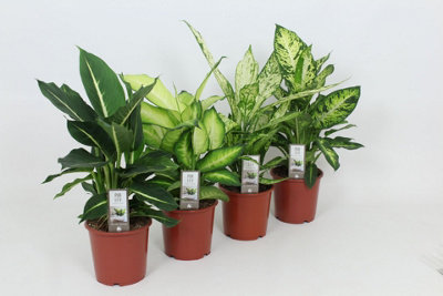 DIEFF MIXED, 17CM POT SIZE, 55CM TALL, MIXED DIEFF, INDOOR HOUSEPLANT