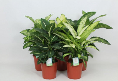 Dieff Mixed, 24cm Pot Size, 90cm Tall, Mixed Dieff, Indoor Houseplant