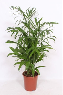 Dieff Mixed, 24cm Pot Size, 90cm Tall, Mixed Dieff, Indoor Houseplant