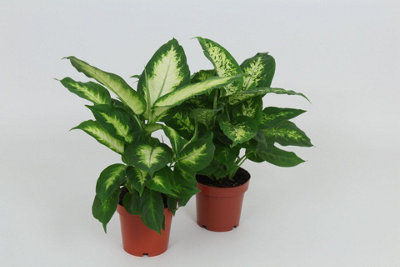 Dieff Mixed Camilla - Compac, 12cm Pot Size, 40cm Tall, Mixed Camilla ...