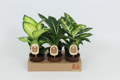 Dieff Mixed Ecopot, 12cm Pot Size, 40cm Tall, Mixed Ecopot Dieff ...