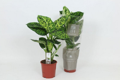 Dieff Reflector, 17cm Pot Size, 60cm Tall, Reflector Dieffenbachia ...