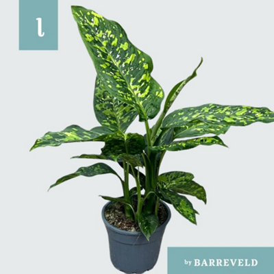 Dieff Spotty, 17cm Pot Size, 75cm Tall, Dieffenbachia Spotty, Indoor ...