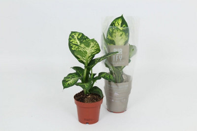 DIEFF SUBLIME, 12CM POT SIZE, 40CM TALL, DIEFFENBACHIA SUBLIME, INDOOR ...