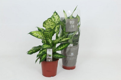 Dieff Sublime, 17cm Pot Size, 55cm Tall, Sublime Dieffenbachia,Indoor ...