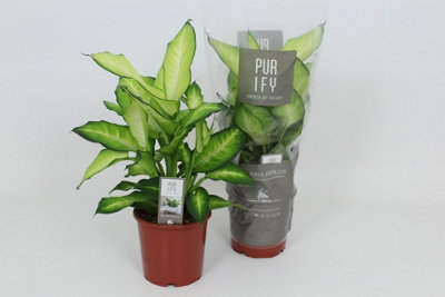 Dieff Summer Style, 17cm Pot Size, 55cm Tall, Summer Style ...